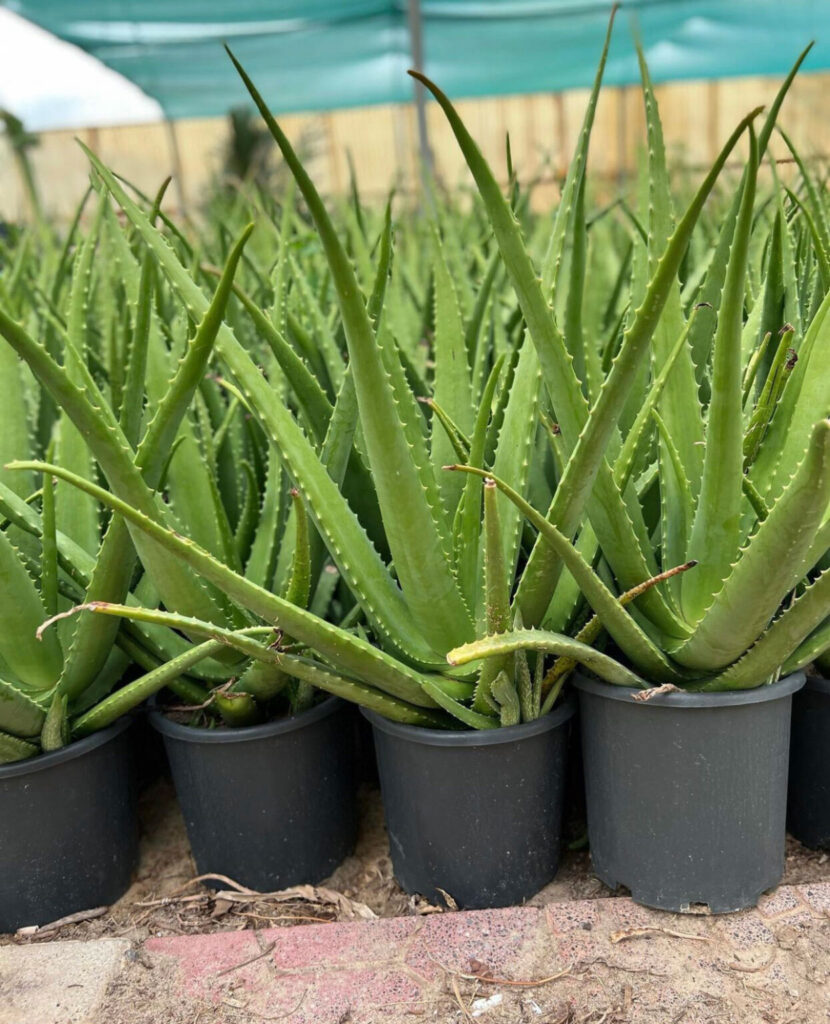 صبار الآلوفيرا (كبير) | Aloe Vera (Large) – KWT FARM
